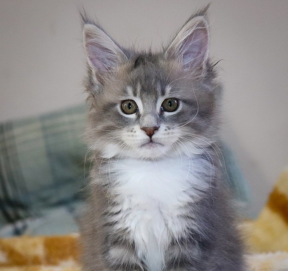 Gatil Romeus Maine - Filhotes Maine Coon, O Melhor Filhote Maine Coon